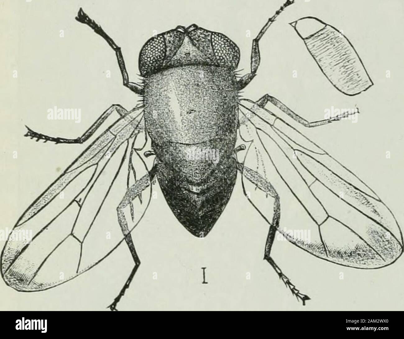 Dipterous insects hi-res stock photography and images - Alamy