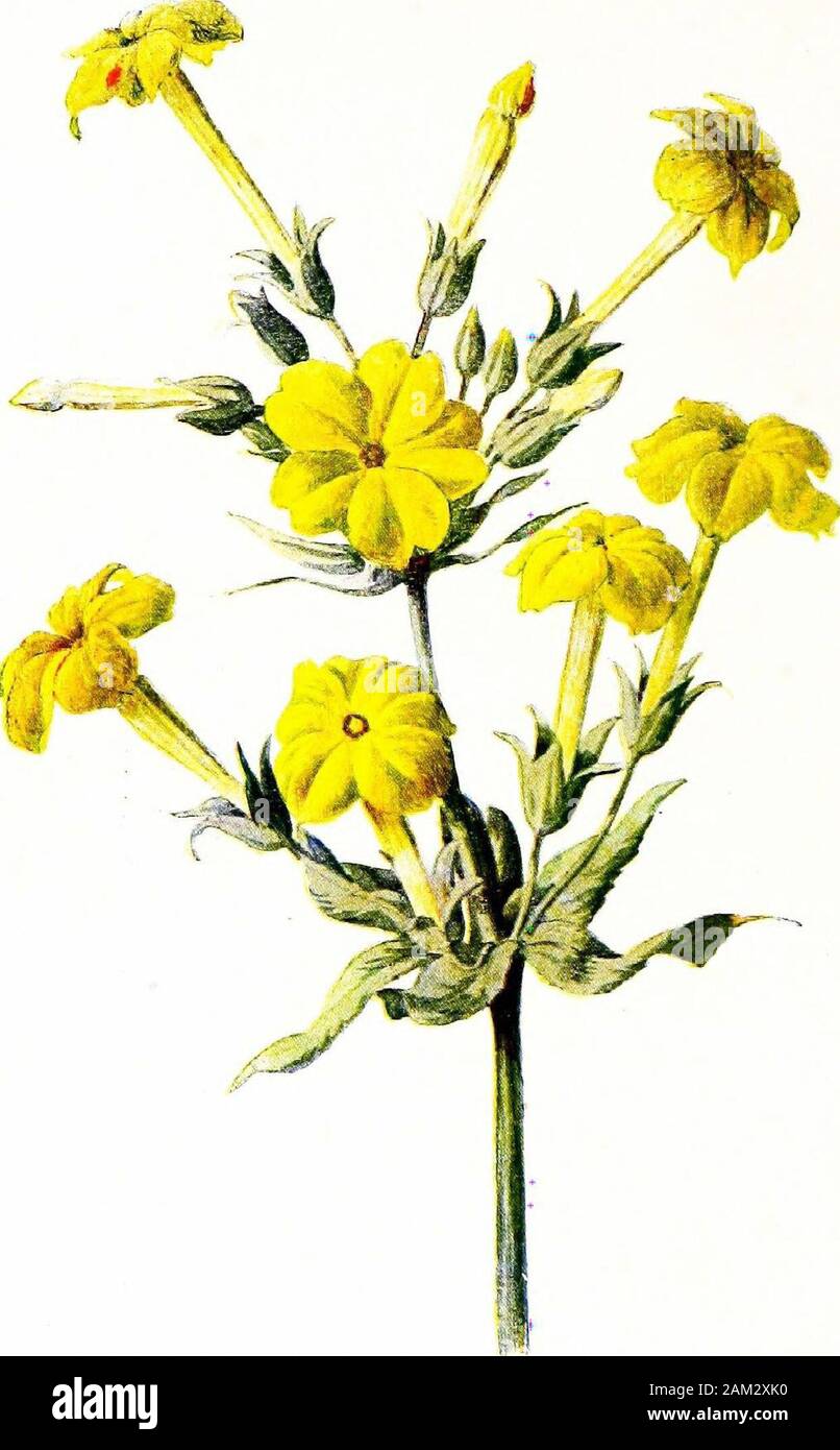 Abyssinian primrose hi-res stock photography and images - Alamy