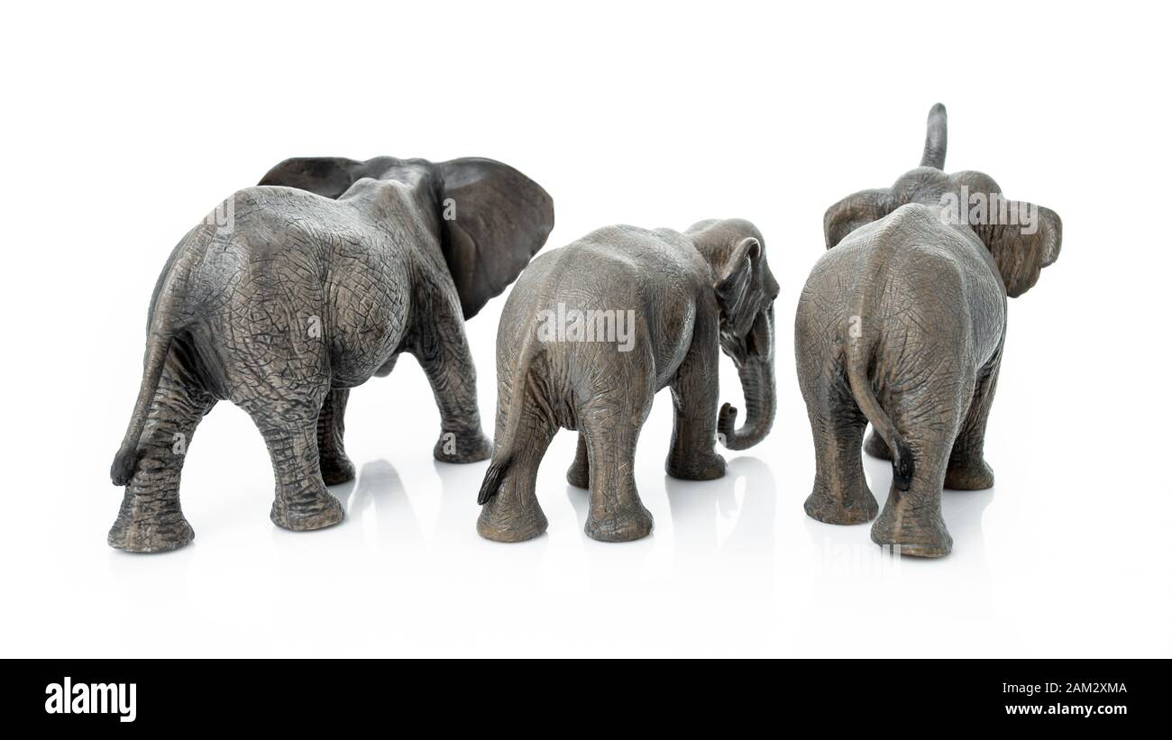 Elephants backside hi-res stock photography and images - Alamy