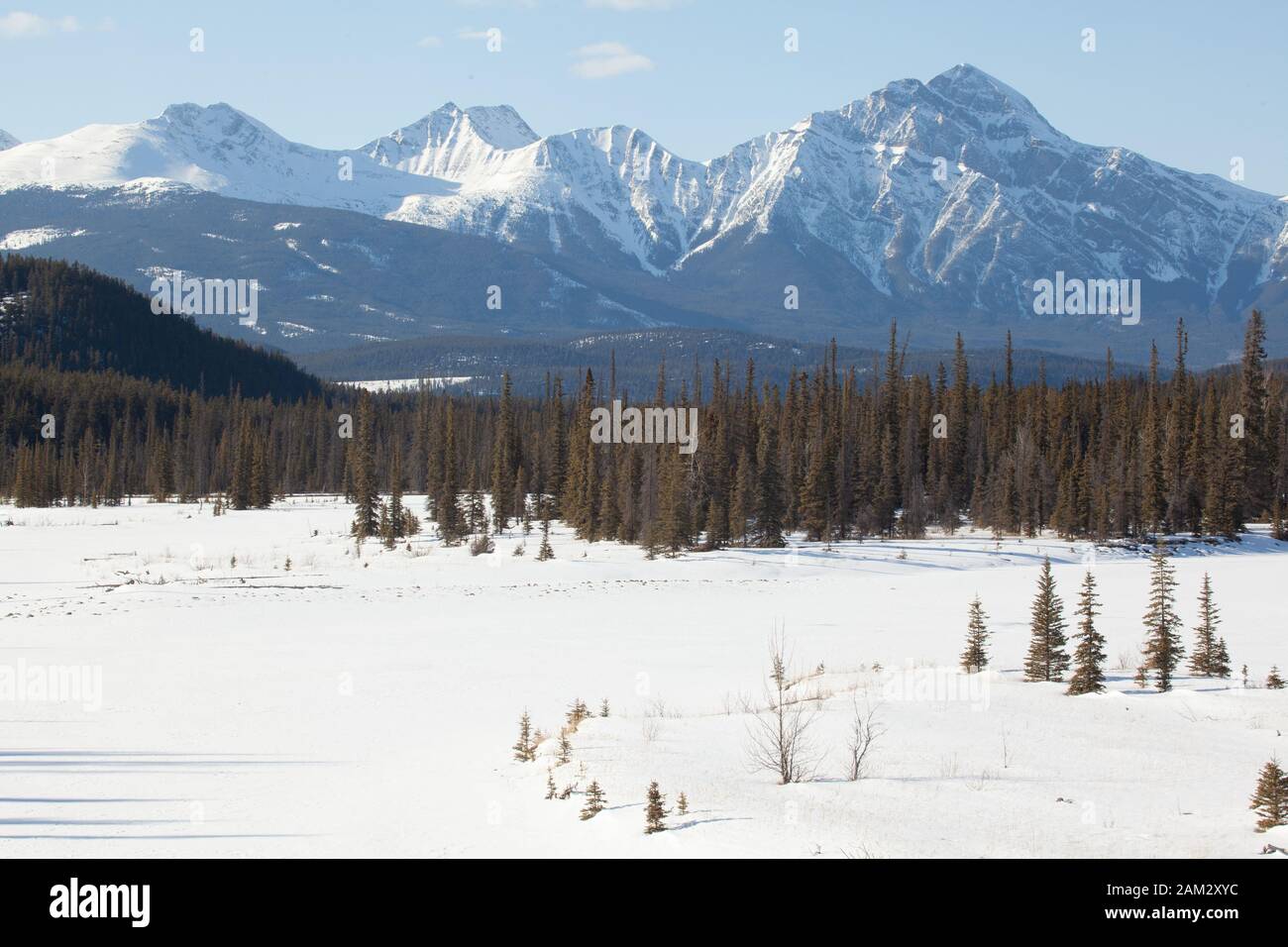 Snowy landscape of conifer forest and mountains in the background ...
