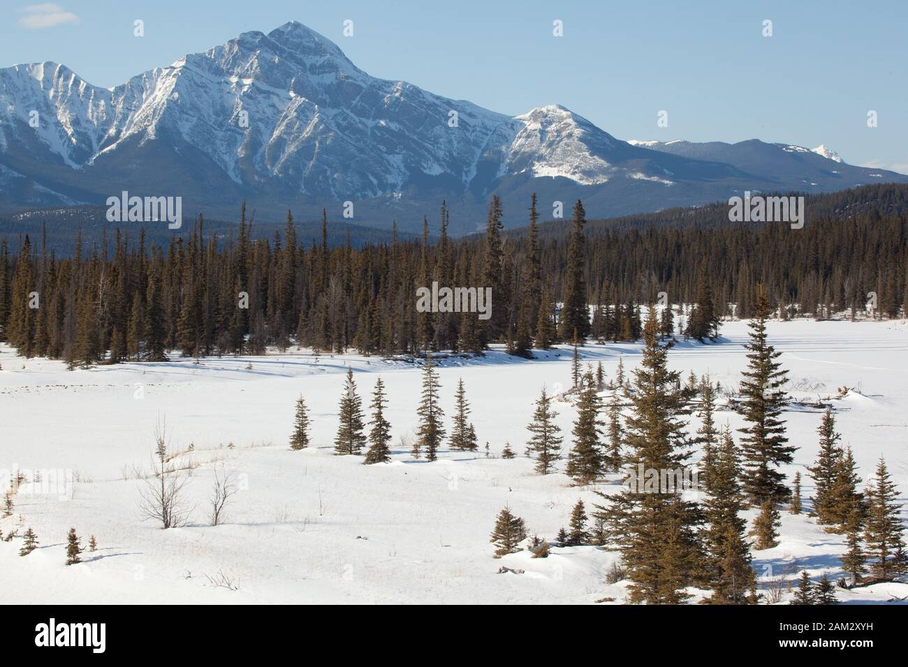 Snowy landscape of conifer forest and mountains in the background ...
