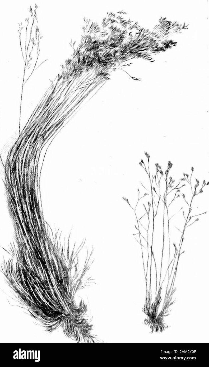 Green panicle foxtail Black and White Stock Photos & Images - Alamy