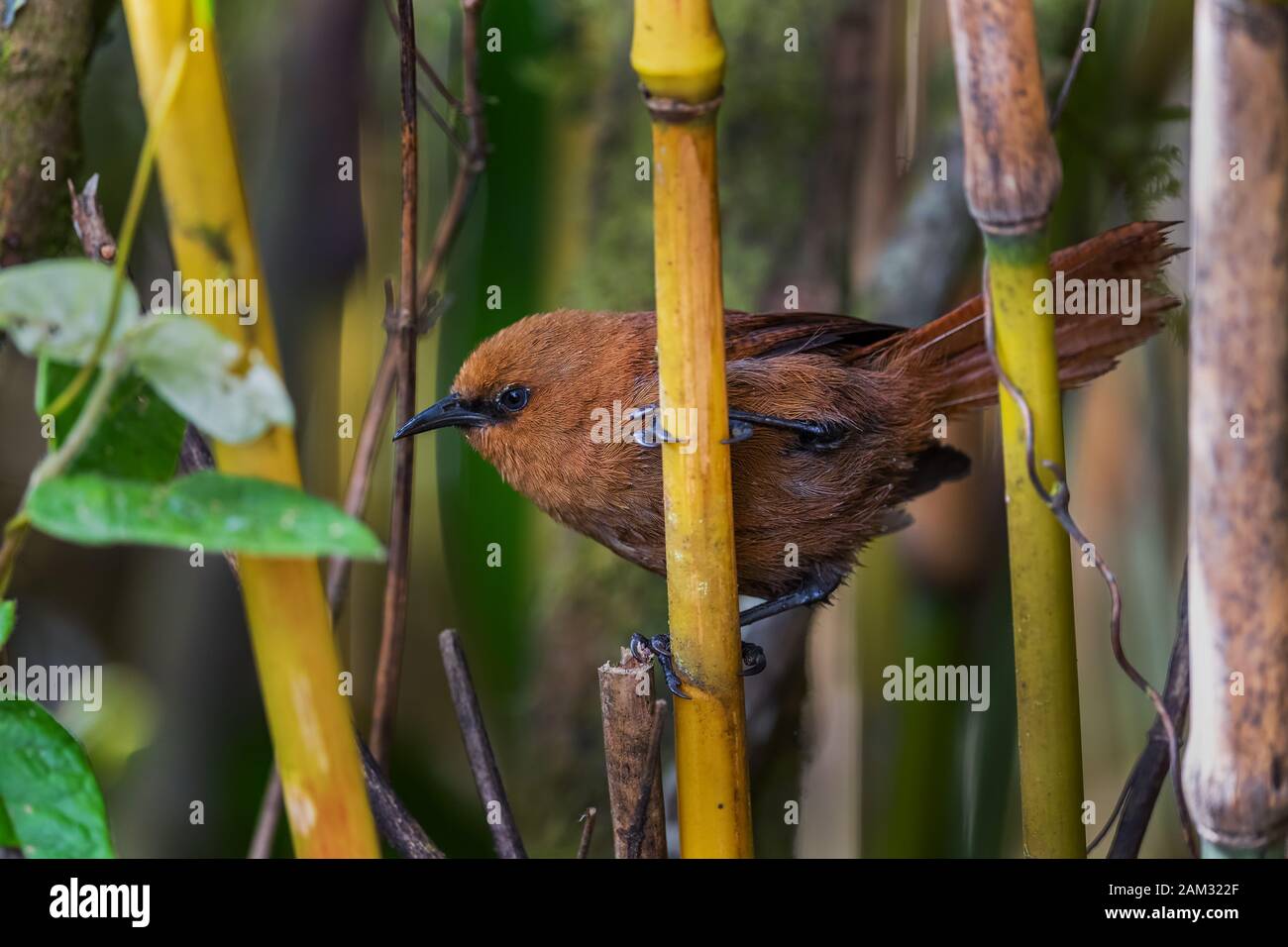 Rufous Wren - Cinnycerthia unirufa, small shy rufous wren from from ...