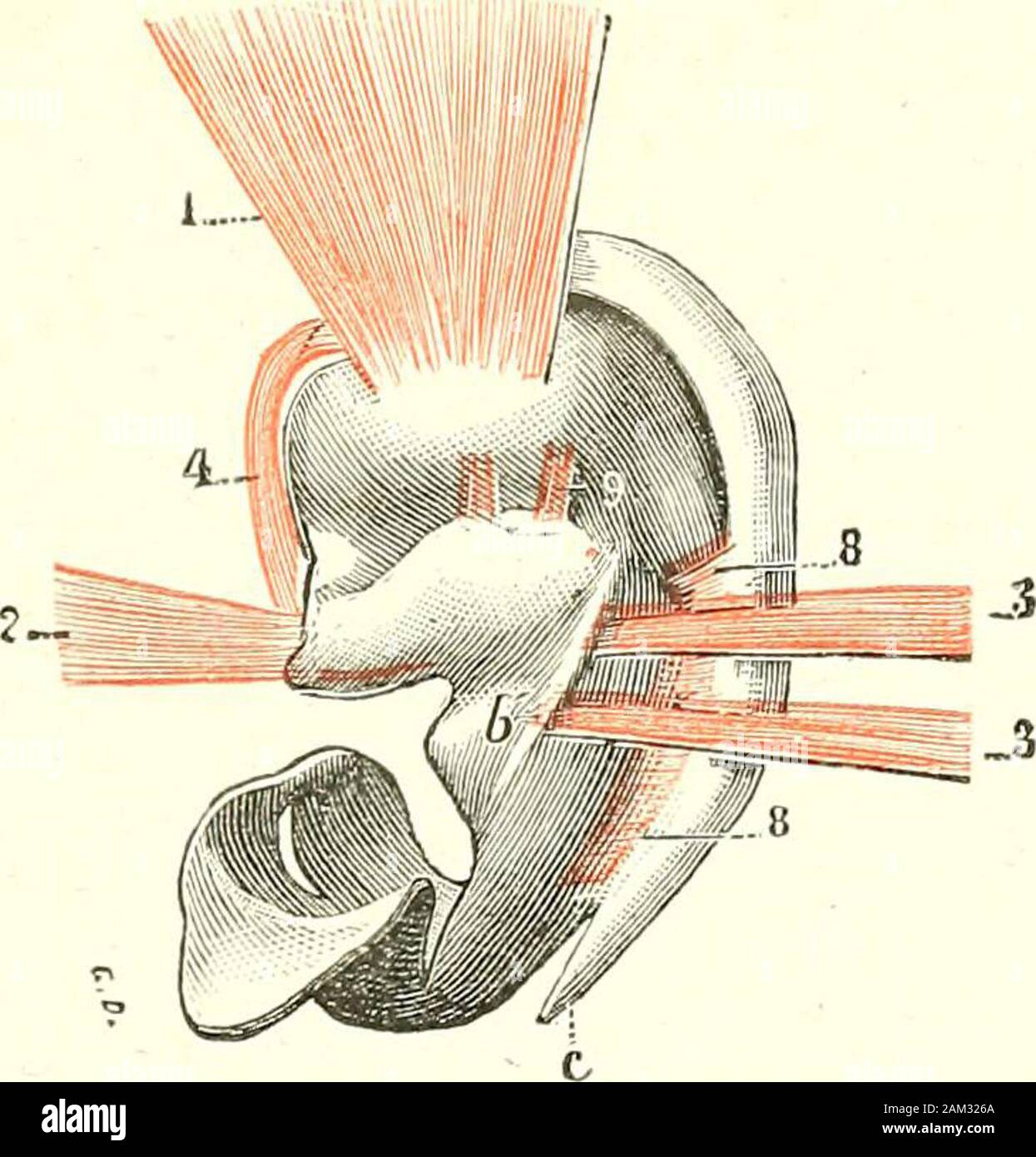 Traité d'anatomie humaine . Fig. 385.Muscles du pavillon, vus sur la ...