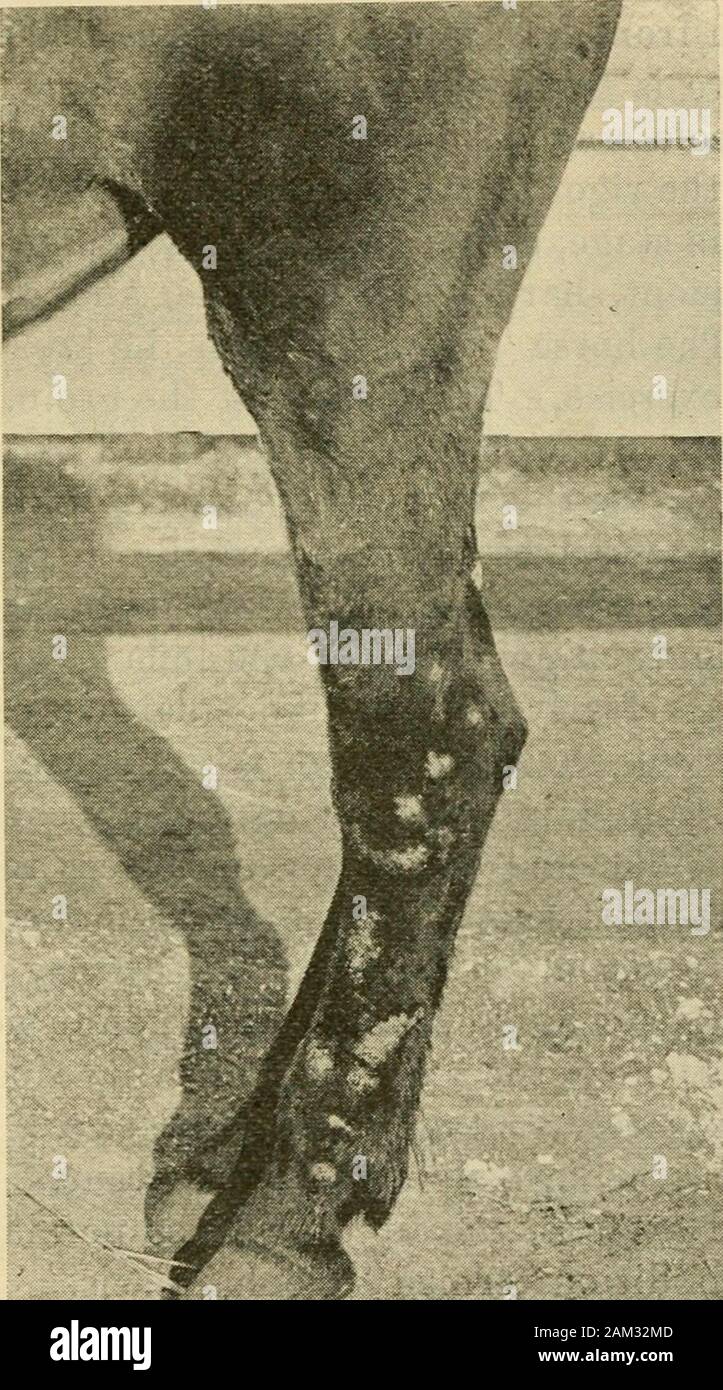 Lymphangitis horse hi-res stock photography and images - Alamy