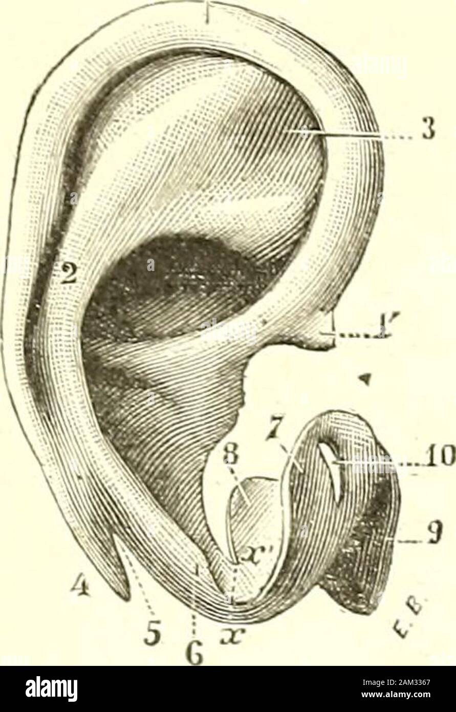 Cartilage de l'oreille hi-res stock photography and images - Alamy