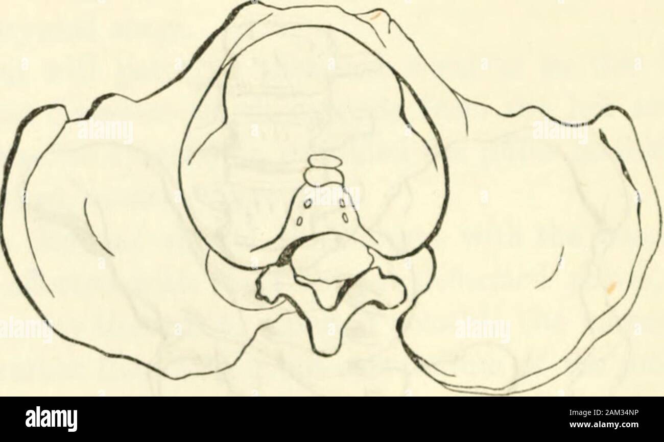 Female pelvis posterior hi-res stock photography and images - Alamy