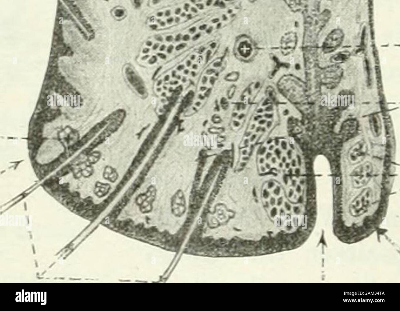 Handbuch der Physiologie des Menschen . l«.t ^ l*—Facies posterior ...