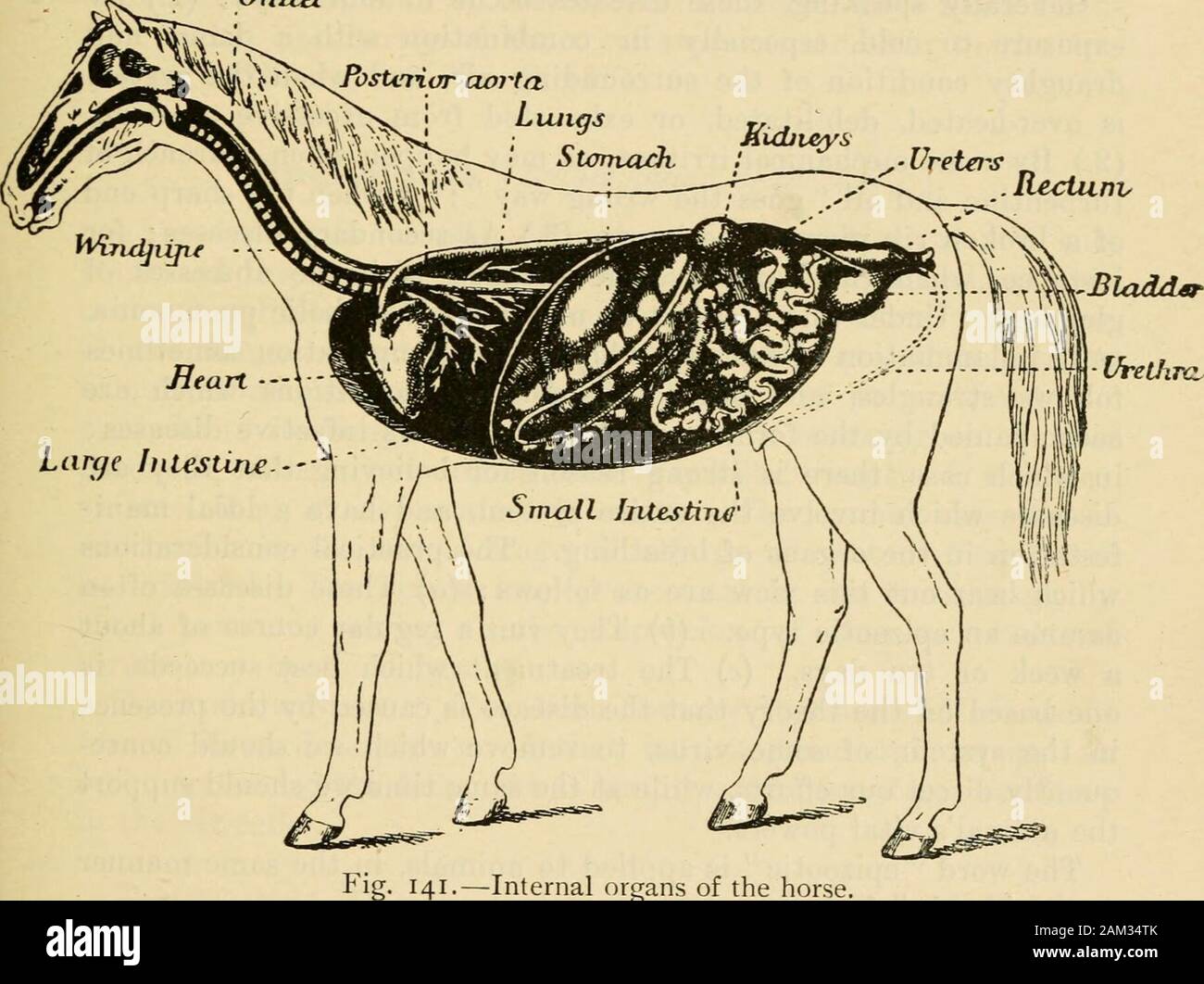 Veterinary notes for horse owners : a manual of horse medicine and ...