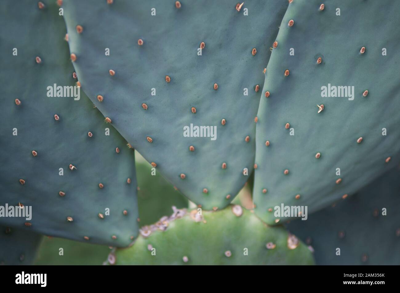 Full frame close-up of textured prickly pear cactus leaves with ...