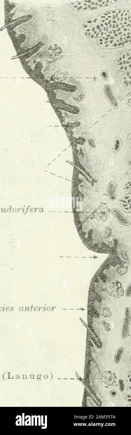 Talgdruse hi-res stock photography and images - Alamy