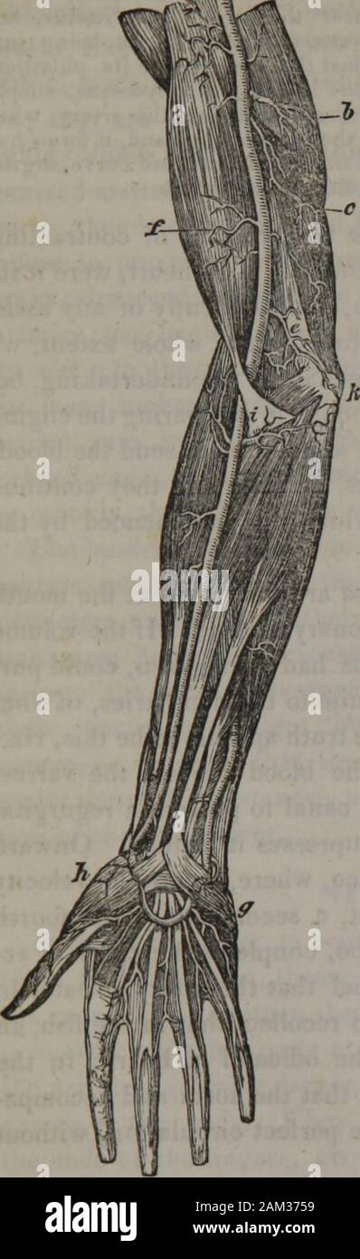 Vasa vasorum hi-res stock photography and images - Alamy