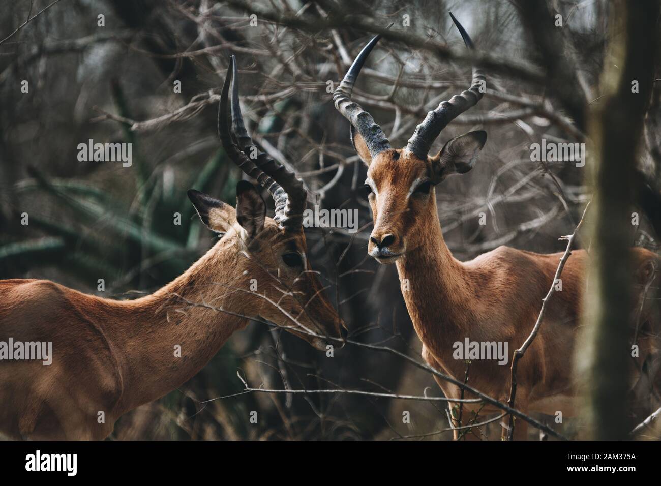 Two Springboks standing in the woods Stock Photo - Alamy