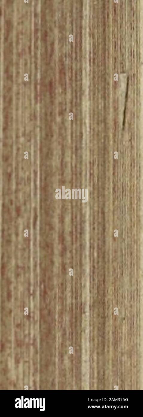 Nebulis hi-res stock photography and images - Alamy