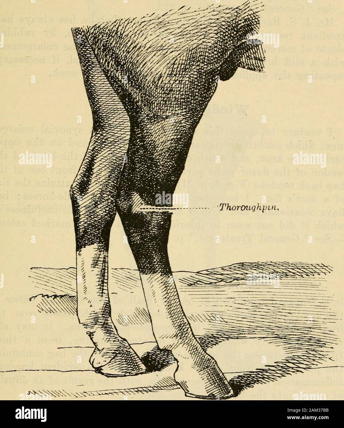 Veterinary notes for horse owners : a manual of horse medicine and ...