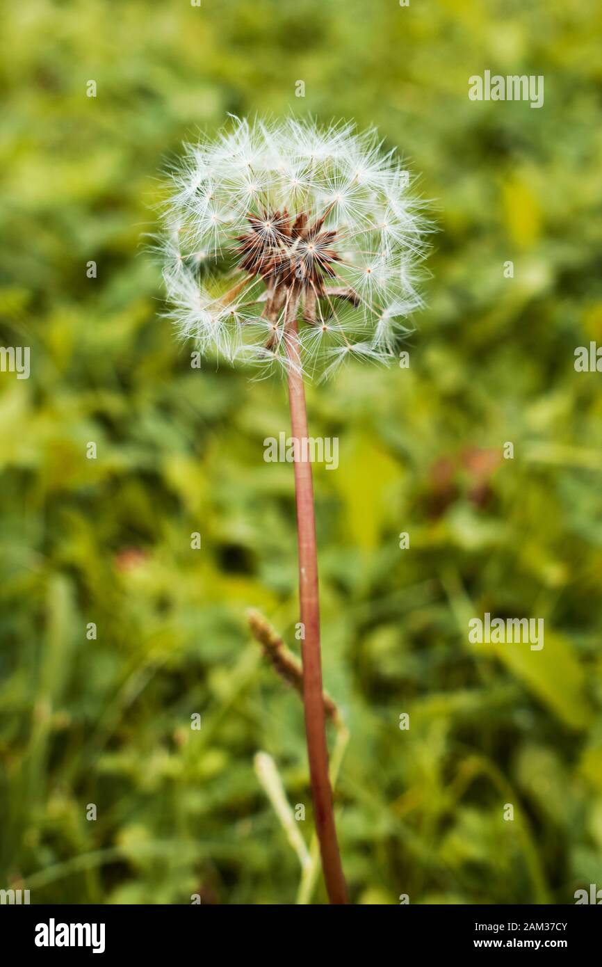 Lonely dandelion in a green meadow Stock Photo - Alamy
