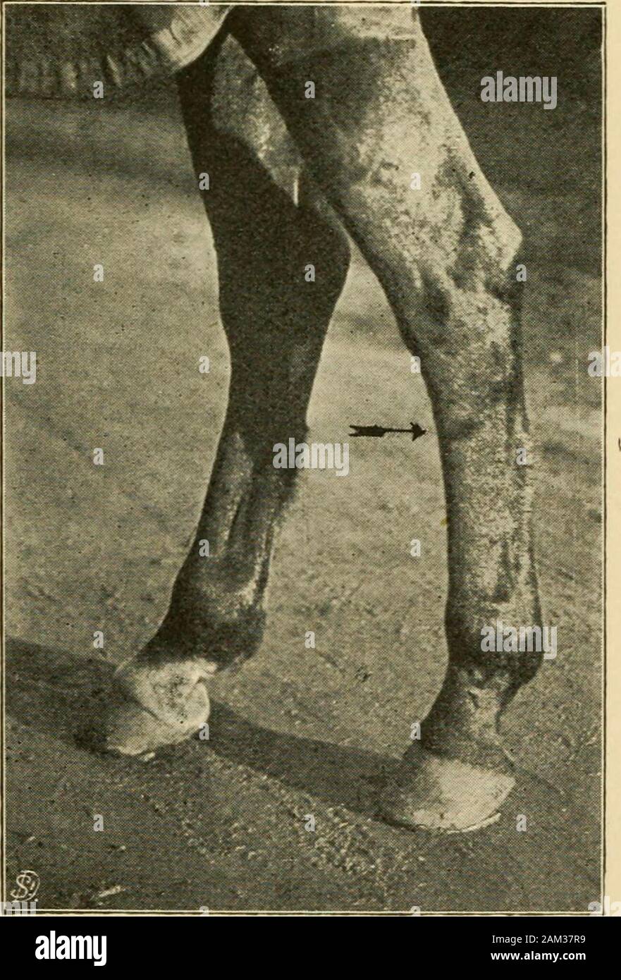 Spavin hi-res stock photography and images - Alamy