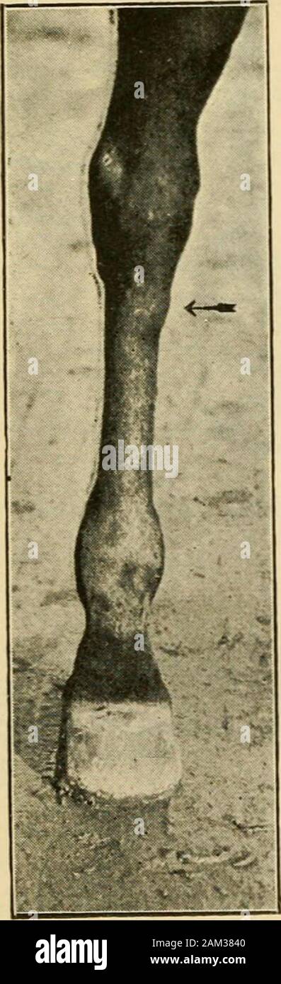 Veterinary notes for horse owners : a manual of horse medicine and ...