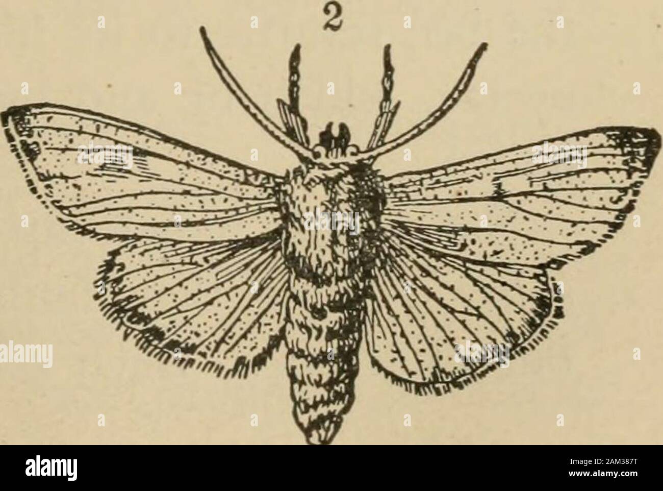 Army cutworm moth hi-res stock photography and images - Alamy