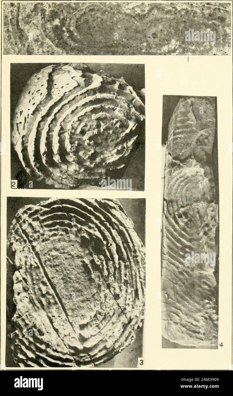 Concentric weathering hi-res stock photography and images - Alamy