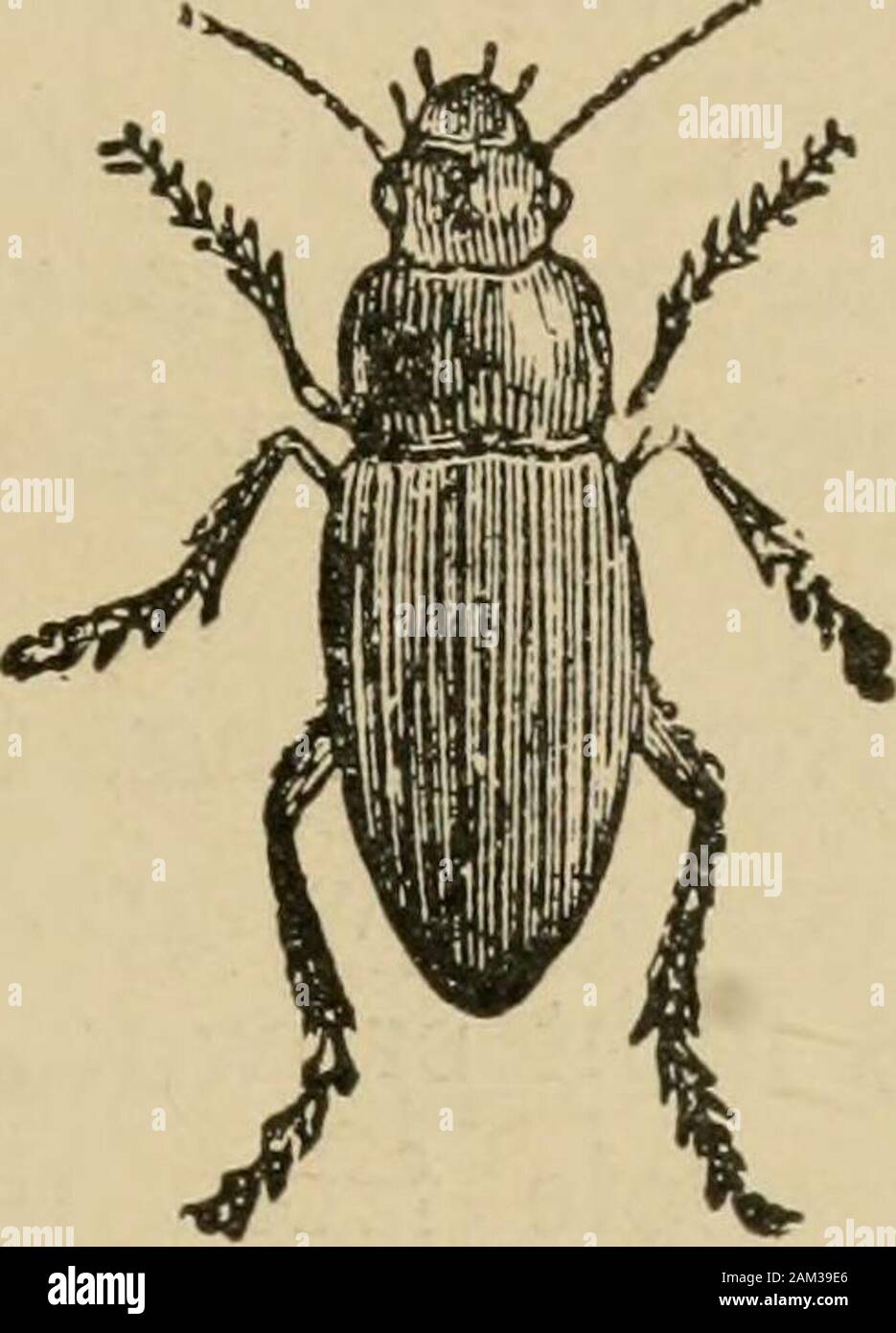 Various winged insects hi-res stock photography and images - Alamy