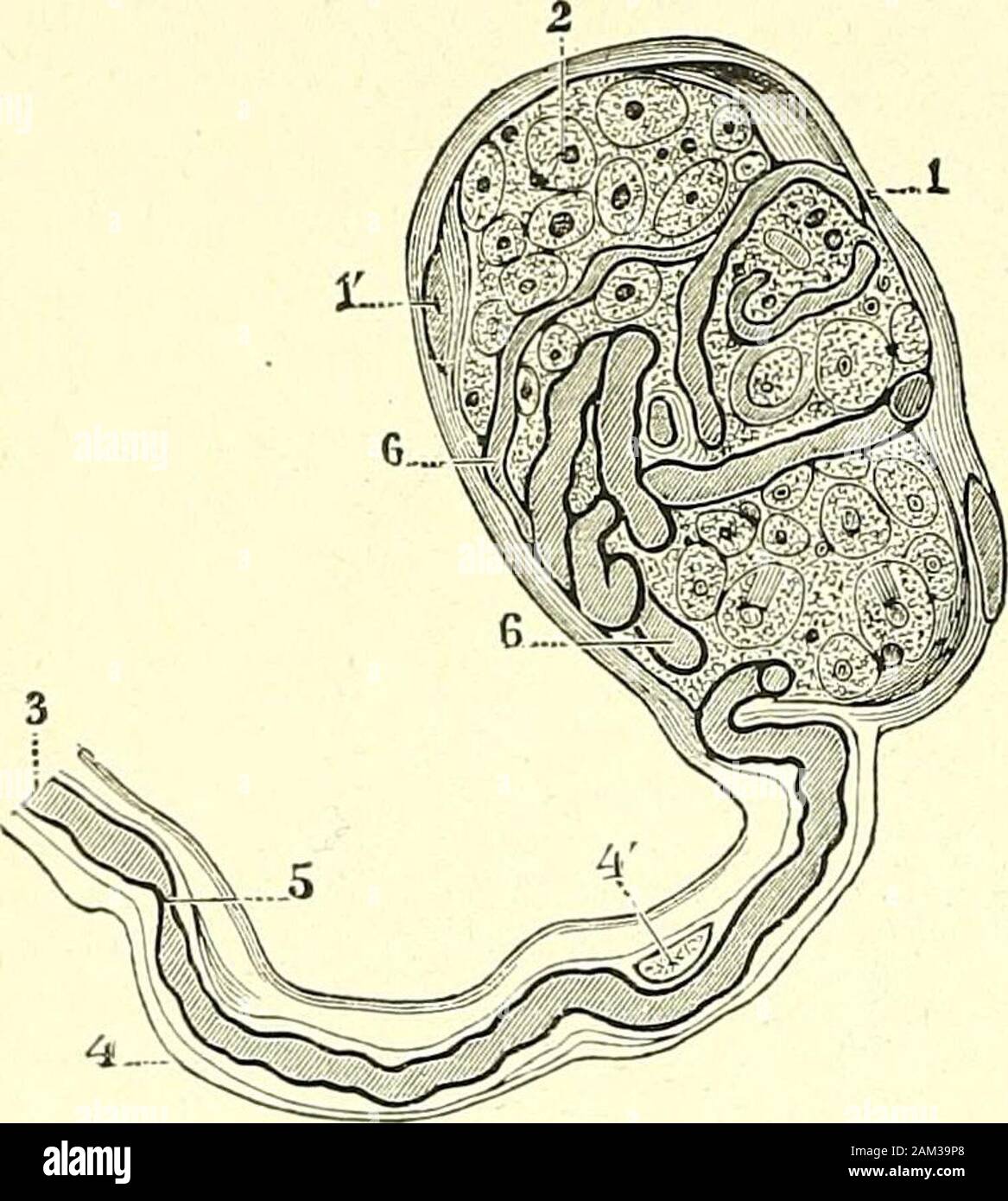 Traité d'anatomie humaine . r celles de Poncet, établissent quils se ...