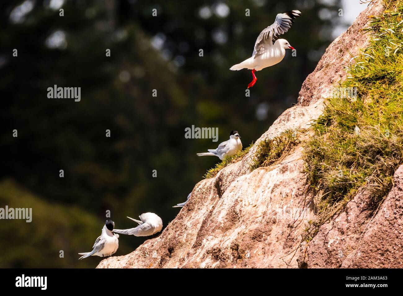 Red-billed gull and White-fronted tern at Whiritoa Beach, Waikato ...