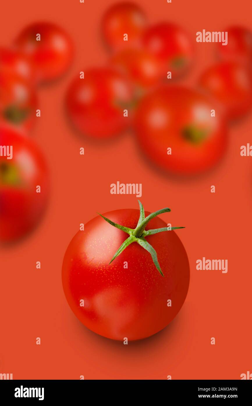 the most beautiful tomato on the scene, inviting amongst others Stock ...