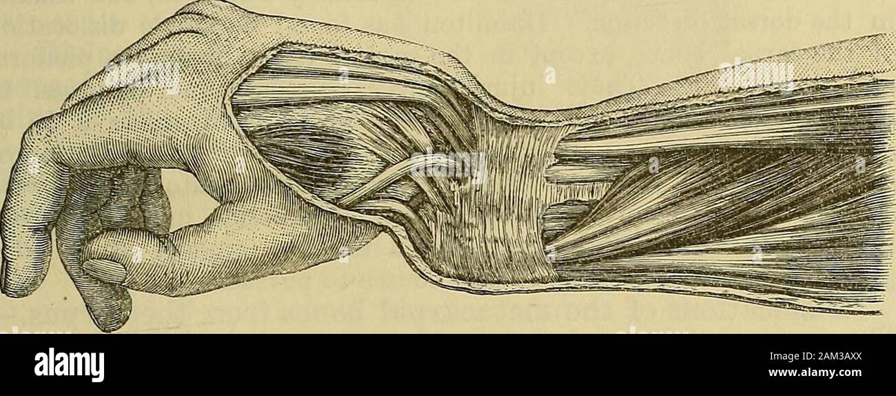 Triangular fibro cartilage hi-res stock photography and images - Alamy