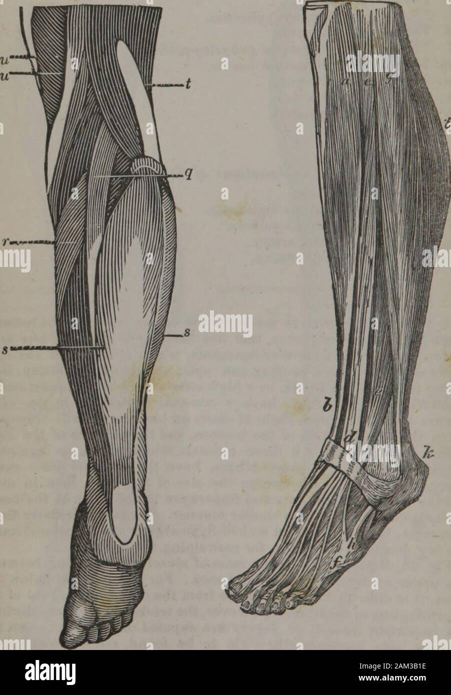 Instep mechanism hi-res stock photography and images - Alamy