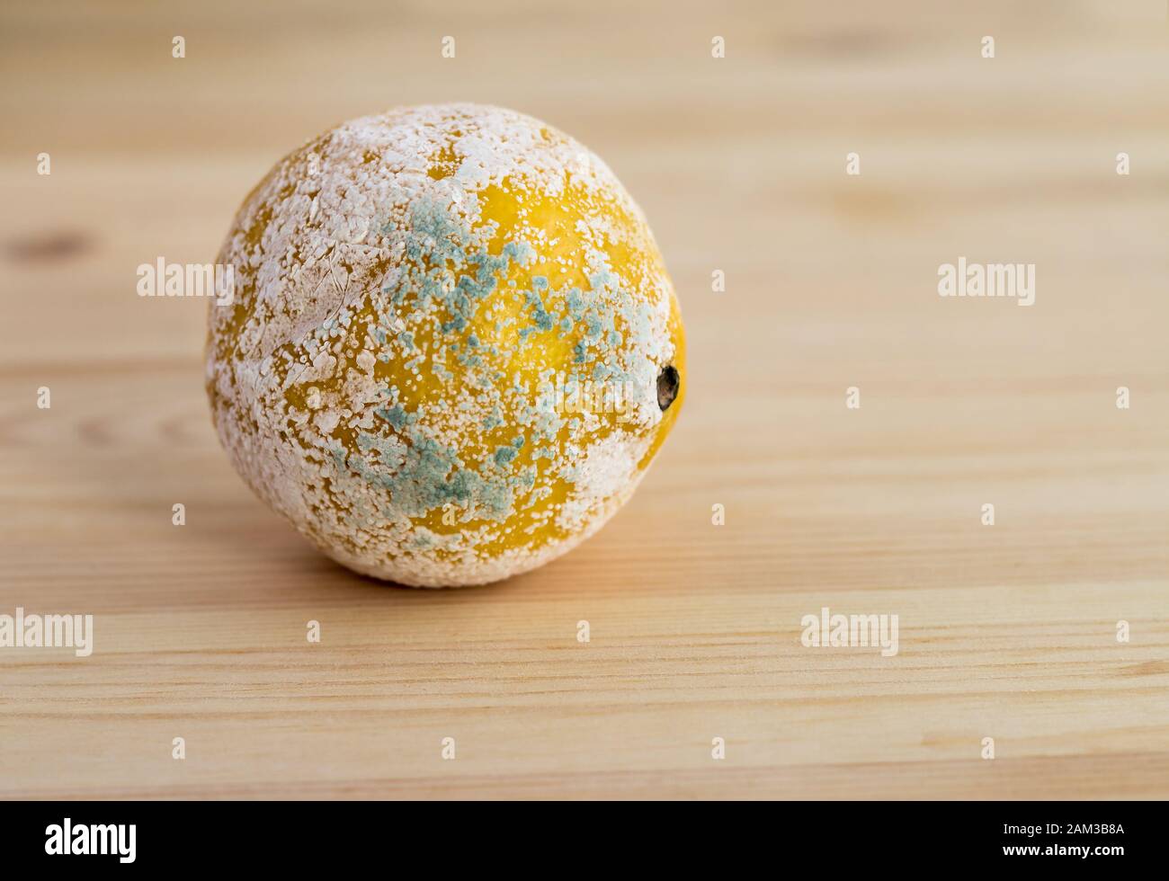 Lemon covered with mildew on a light wooden background. Copy space ...
