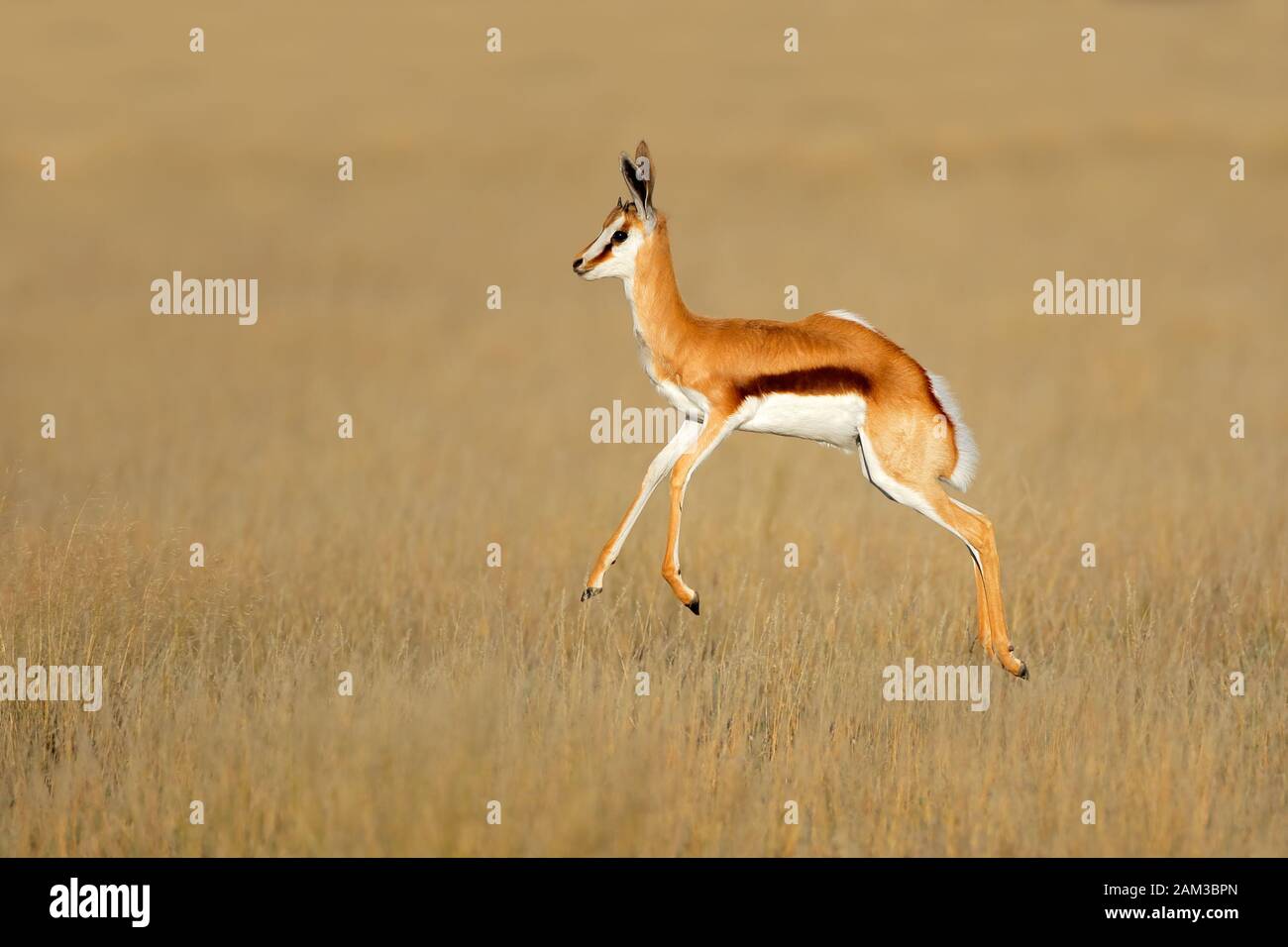 Antelope jumping hi-res stock photography and images - Alamy