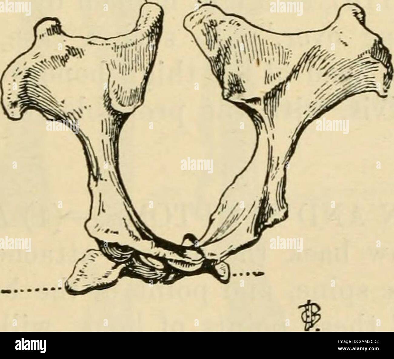 Veterinary notes for horse owners : a manual of horse medicine and ...