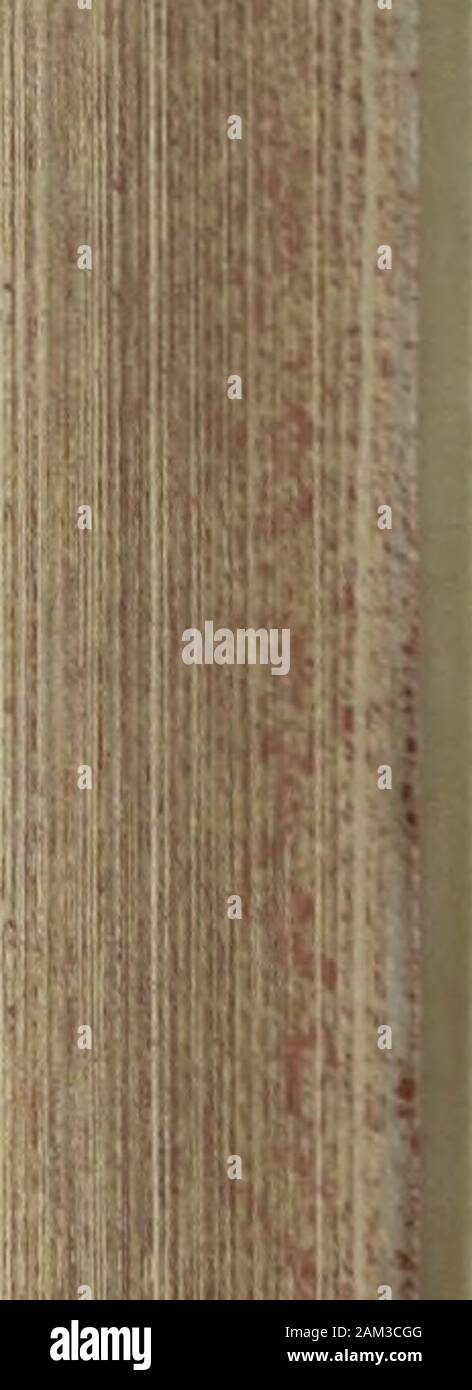 Vitia hi-res stock photography and images - Alamy