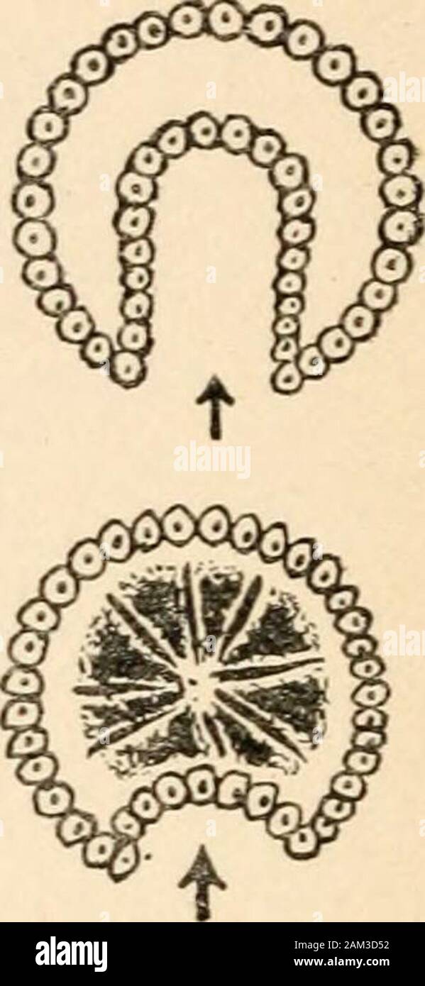 The first principles of heredity; with 75 illustrations and diagrms ...