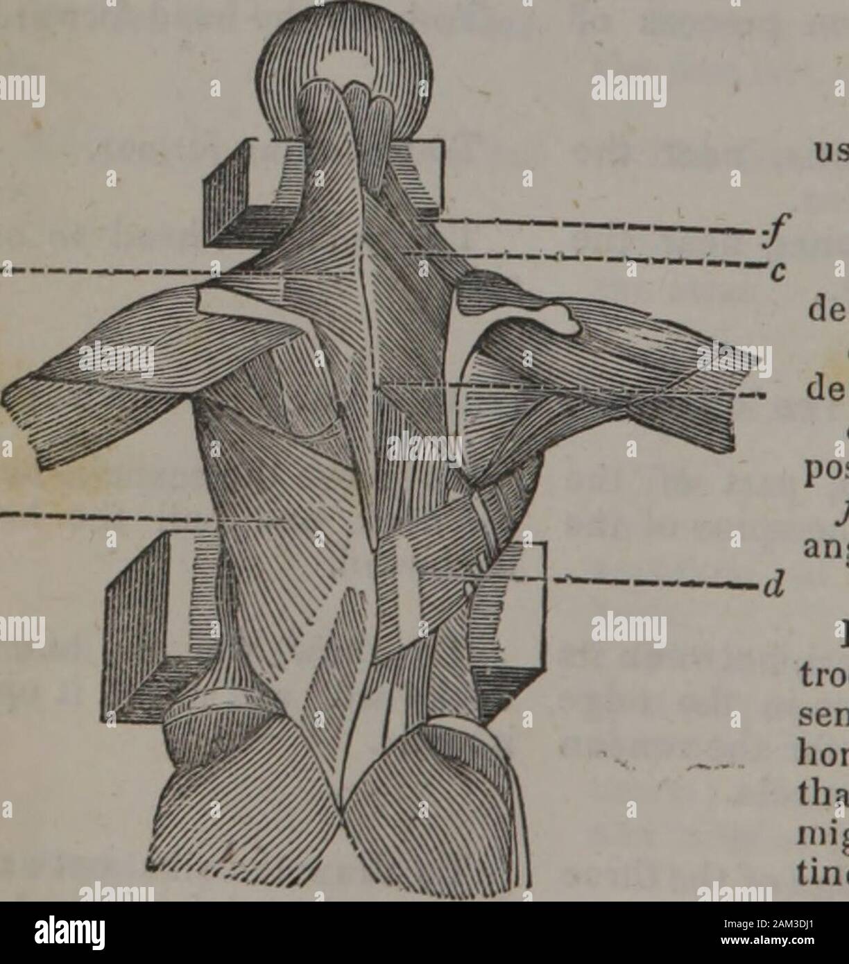 Spinalis dorsi hi-res stock photography and images - Alamy