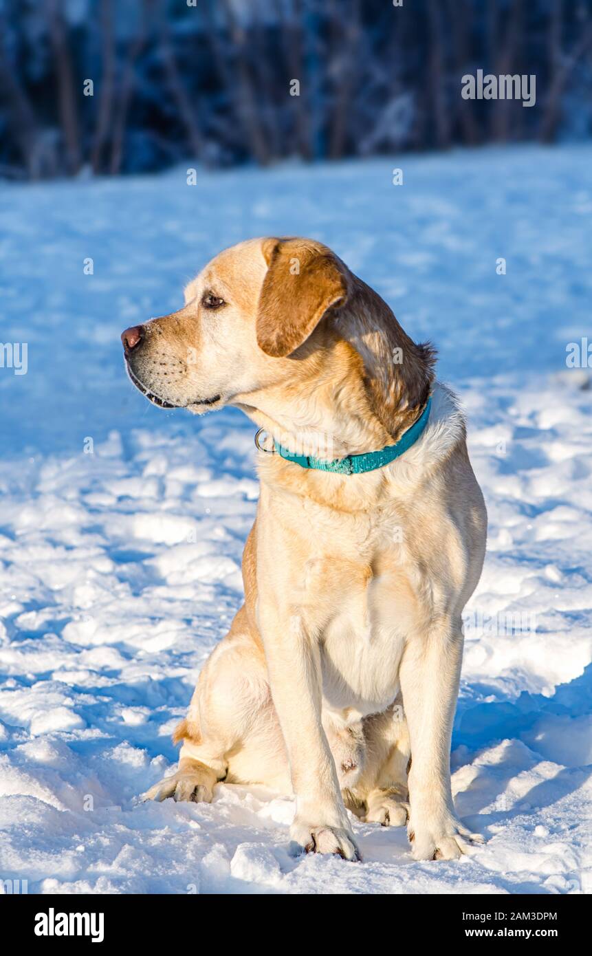 Labrador snow nose hi-res stock photography and images - Alamy
