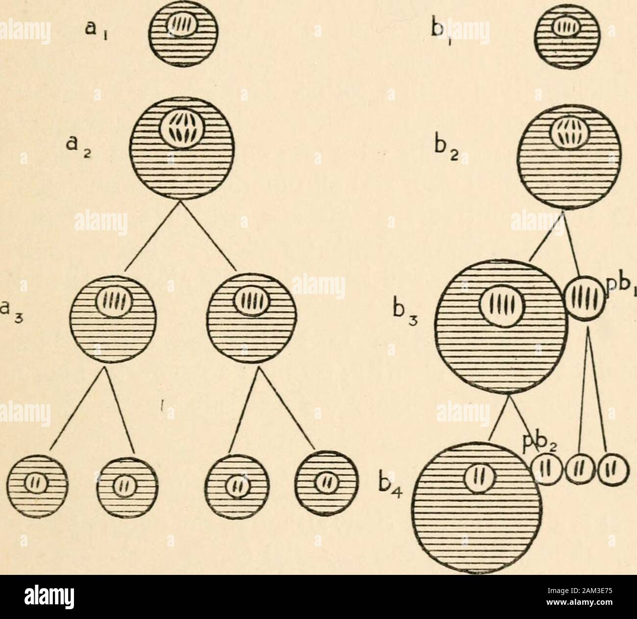 The first principles of heredity; with 75 illustrations and diagrms ...