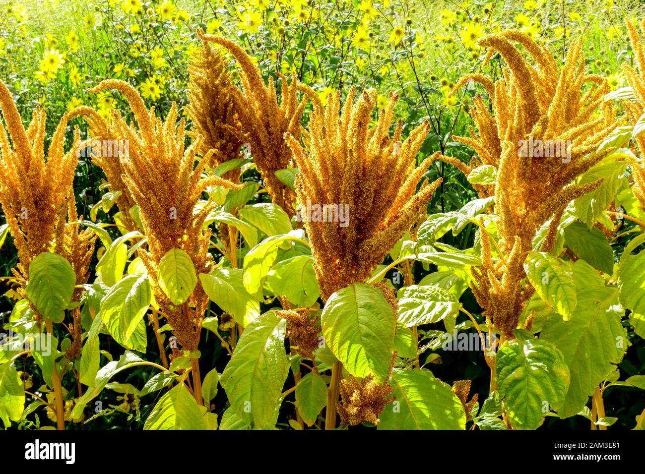 Amaranth flowers border flower bed garden Stock Photo - Alamy