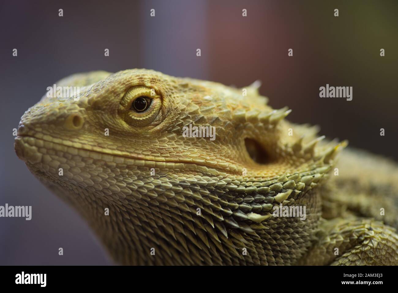Pogona vitticeps with light green skin. Bearded dragon on light blurred ...