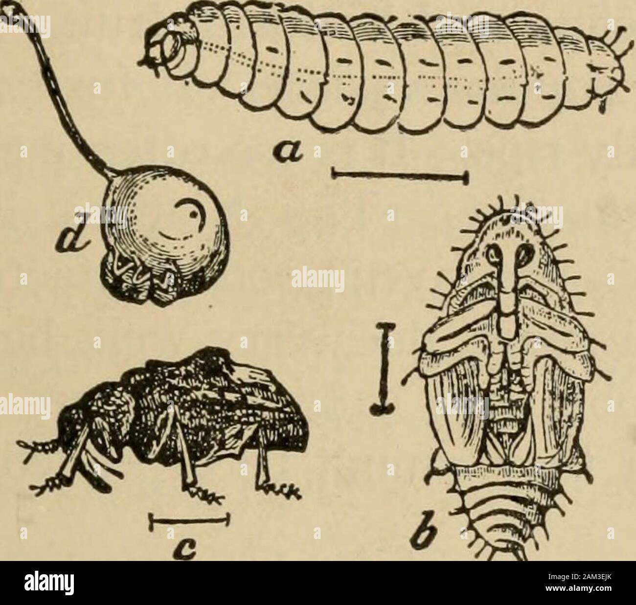 Half standard tree hi-res stock photography and images - Alamy