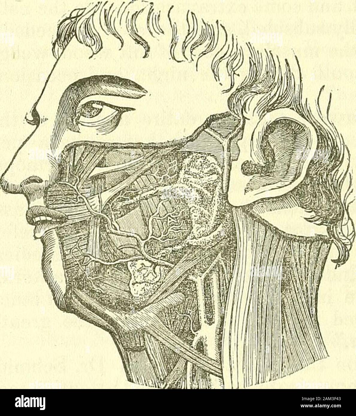 Risorius hi-res stock photography and images - Alamy