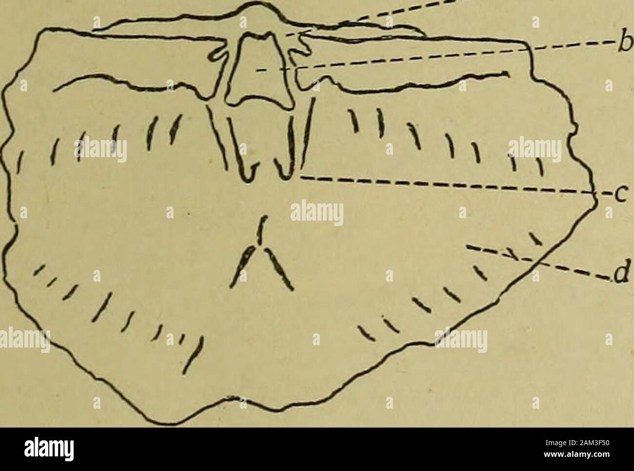 Widening hinge hi-res stock photography and images - Alamy