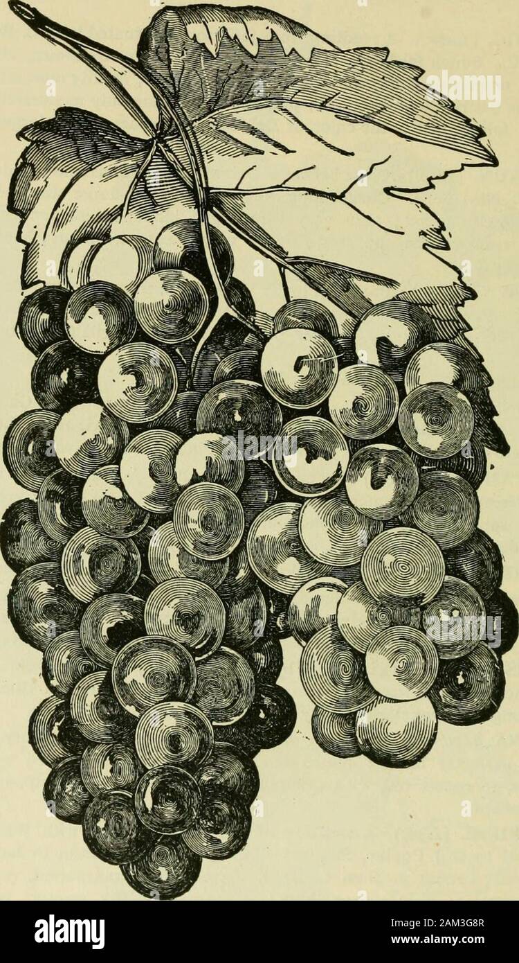Specific grape varieties hi-res stock photography and images - Alamy