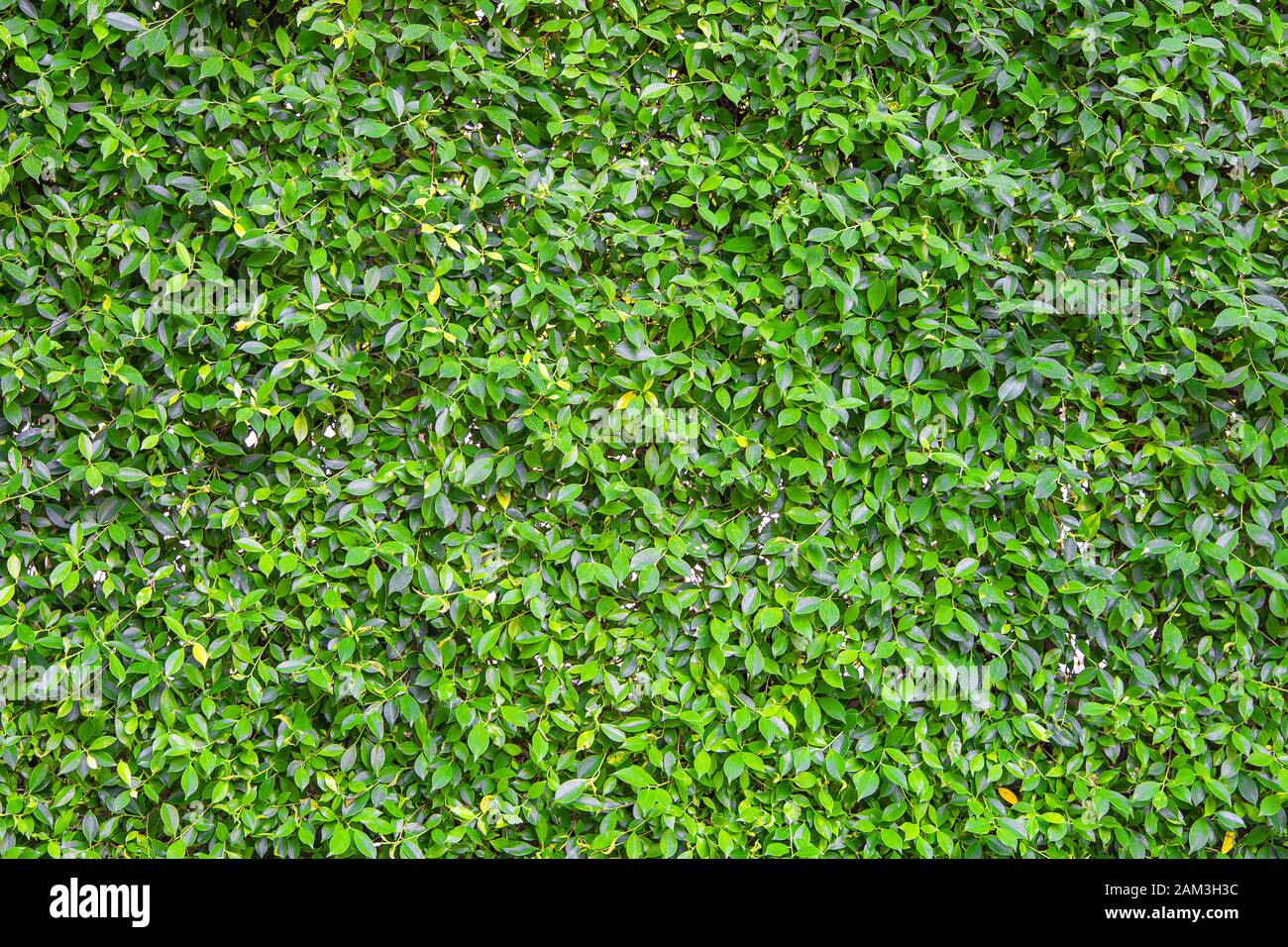 Green leaves wall of texture and background Stock Photo - Alamy