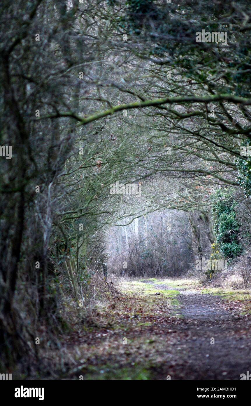 tree covered walkway Stock Photo - Alamy