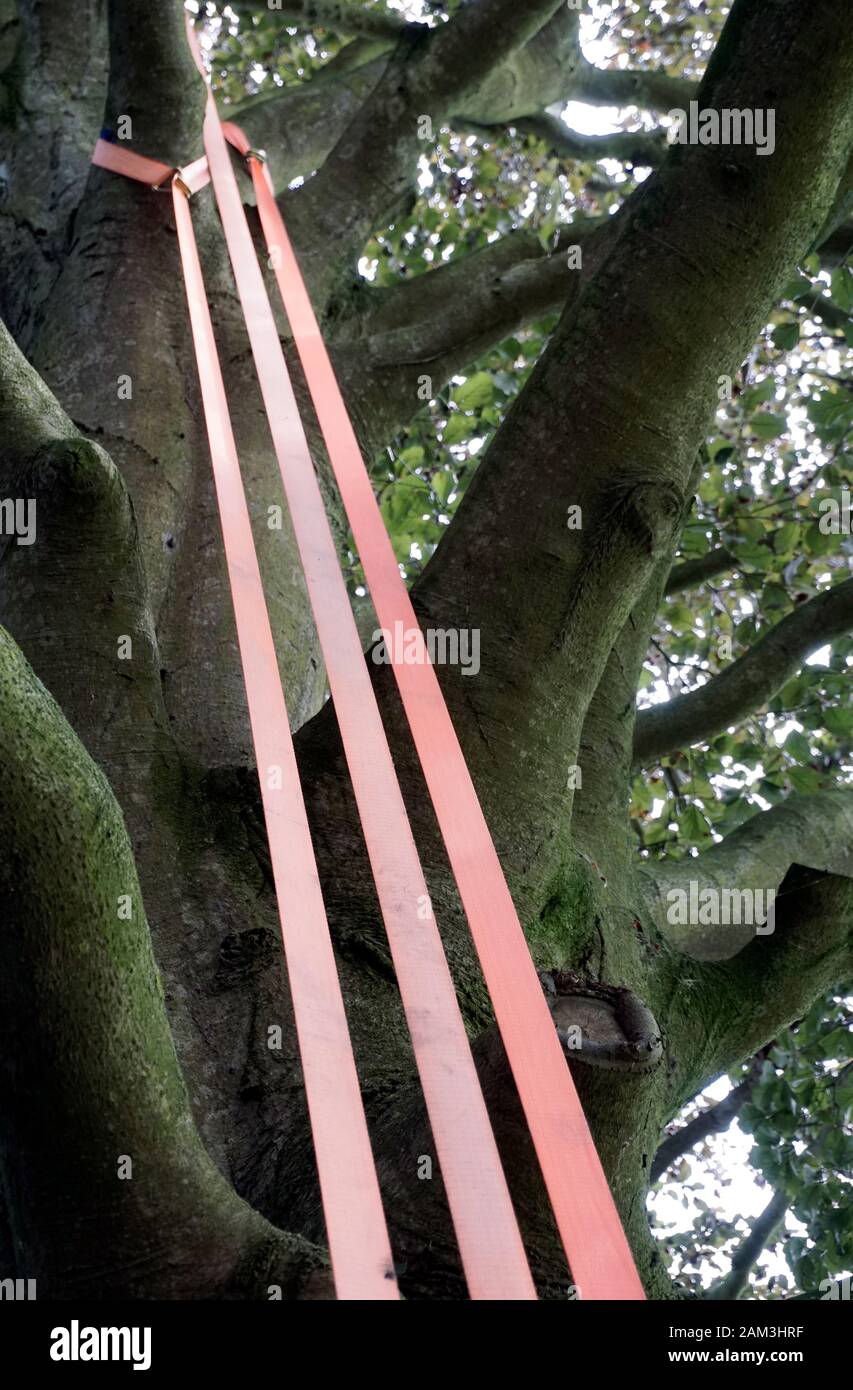 Tree straps hi-res stock photography and images - Alamy