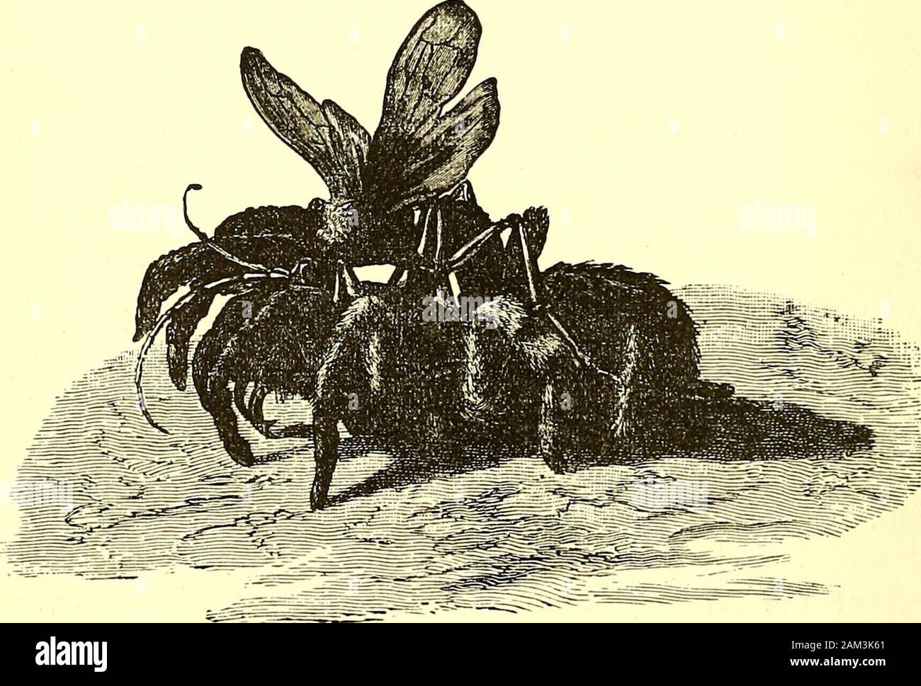 Gidya hi-res stock photography and images - Alamy