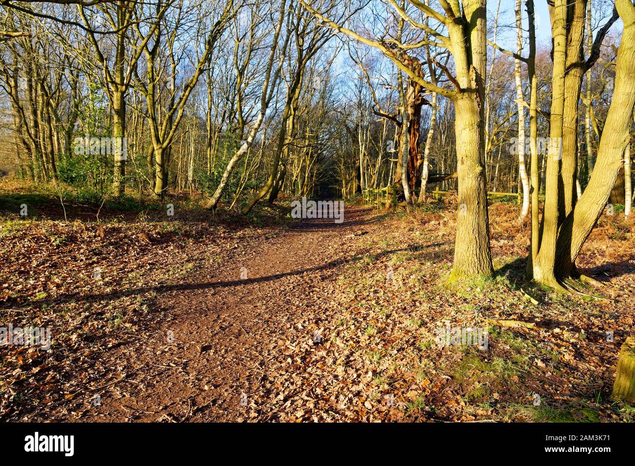 A wide footpath carpeted with fallen leaves between the tall, bare ...