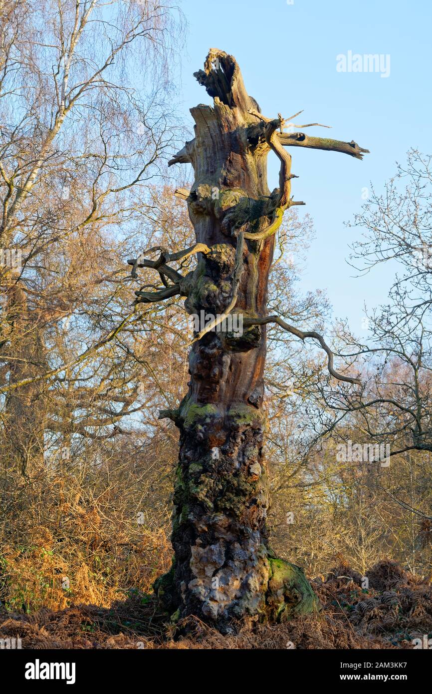 Remains of an ancient dead and decaying Sherwood Forest oak tree Stock ...